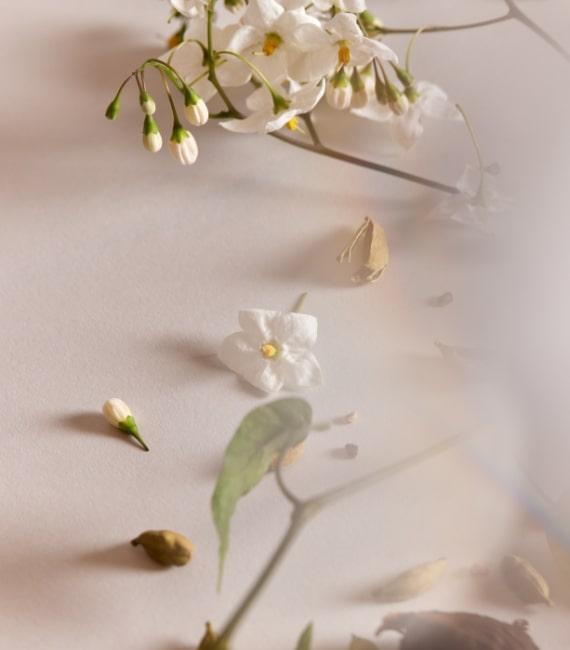 LBTY | Liberty Perfume | Liberty